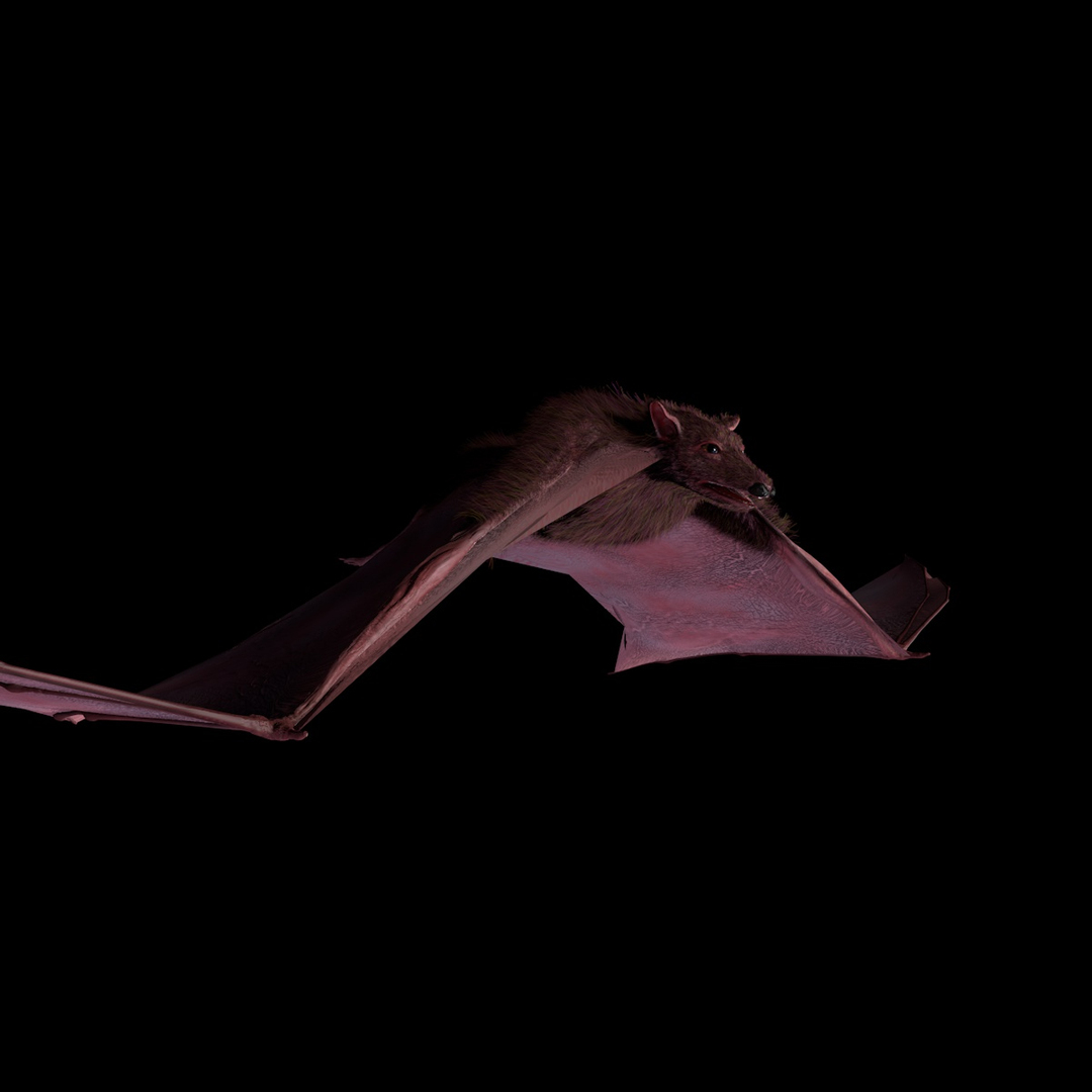 Flying Fox 3d Model