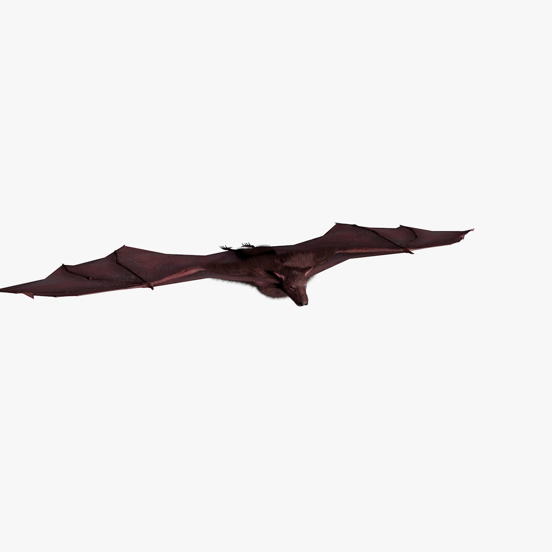 Flying Fox 3d Model