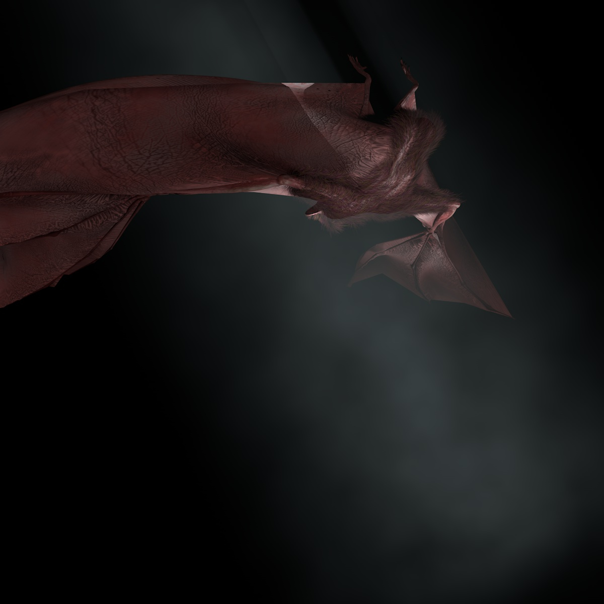 flying fox 3d model