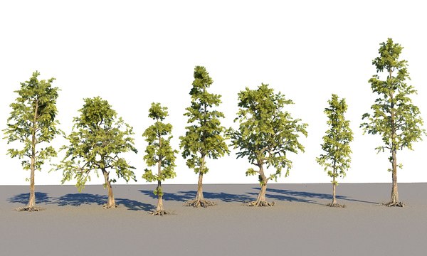 3D pine tree pack 7 - TurboSquid 1364485