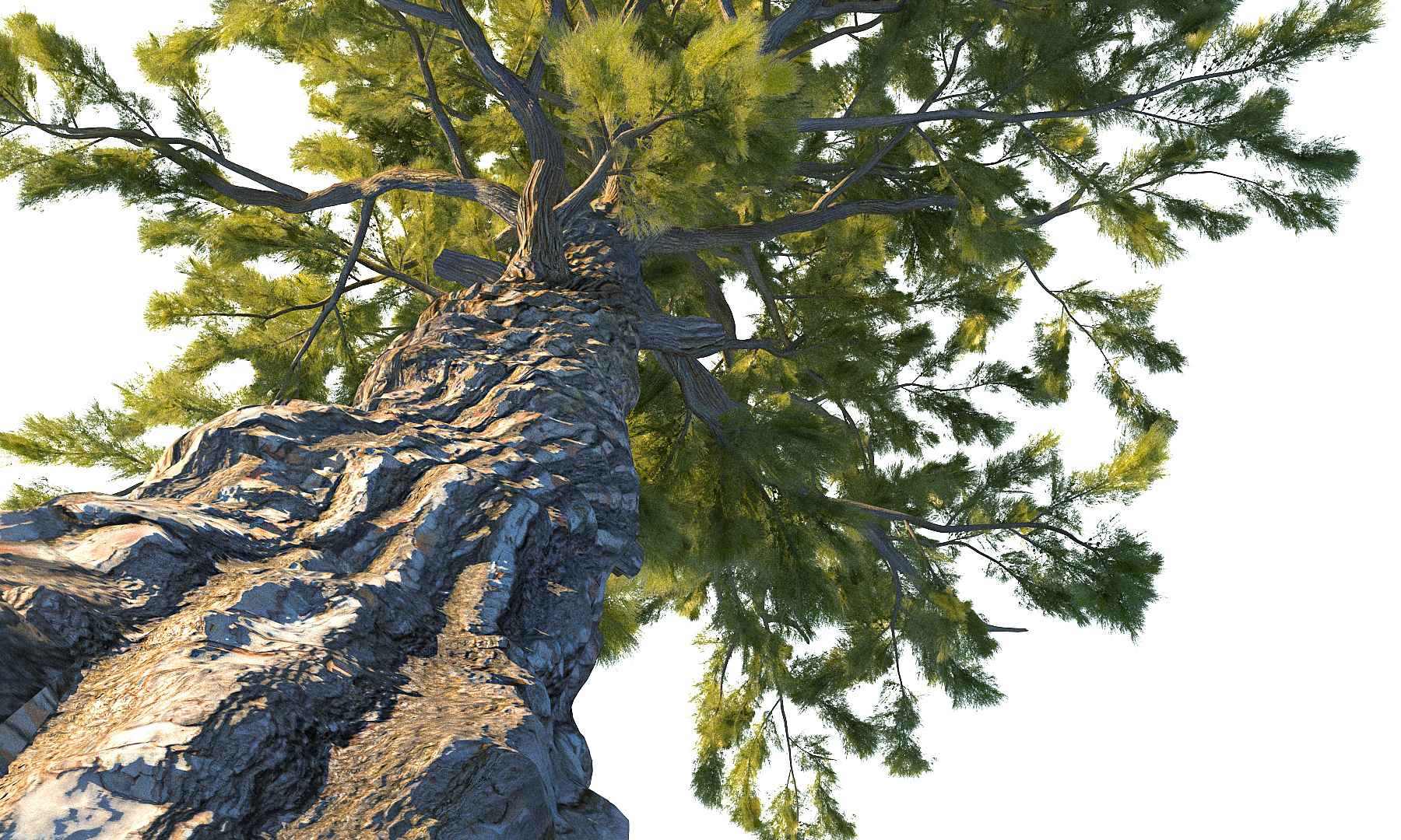 3D pine tree pack 7 - TurboSquid 1364485