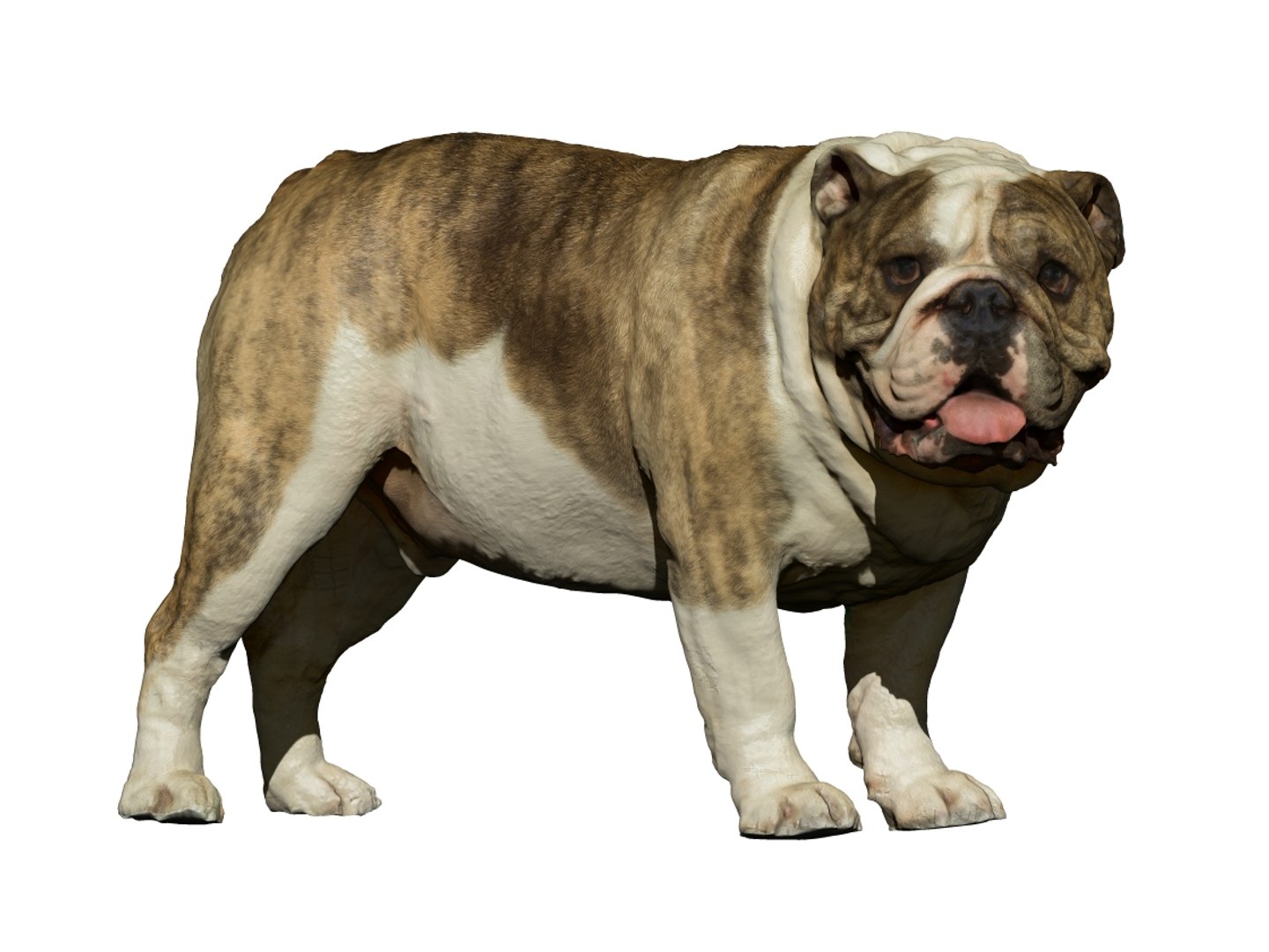 Dog Scanned Photogrammetry Model - TurboSquid 1349176