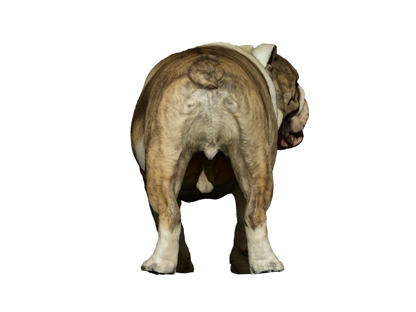 Dog Scanned Photogrammetry Model - TurboSquid 1349176
