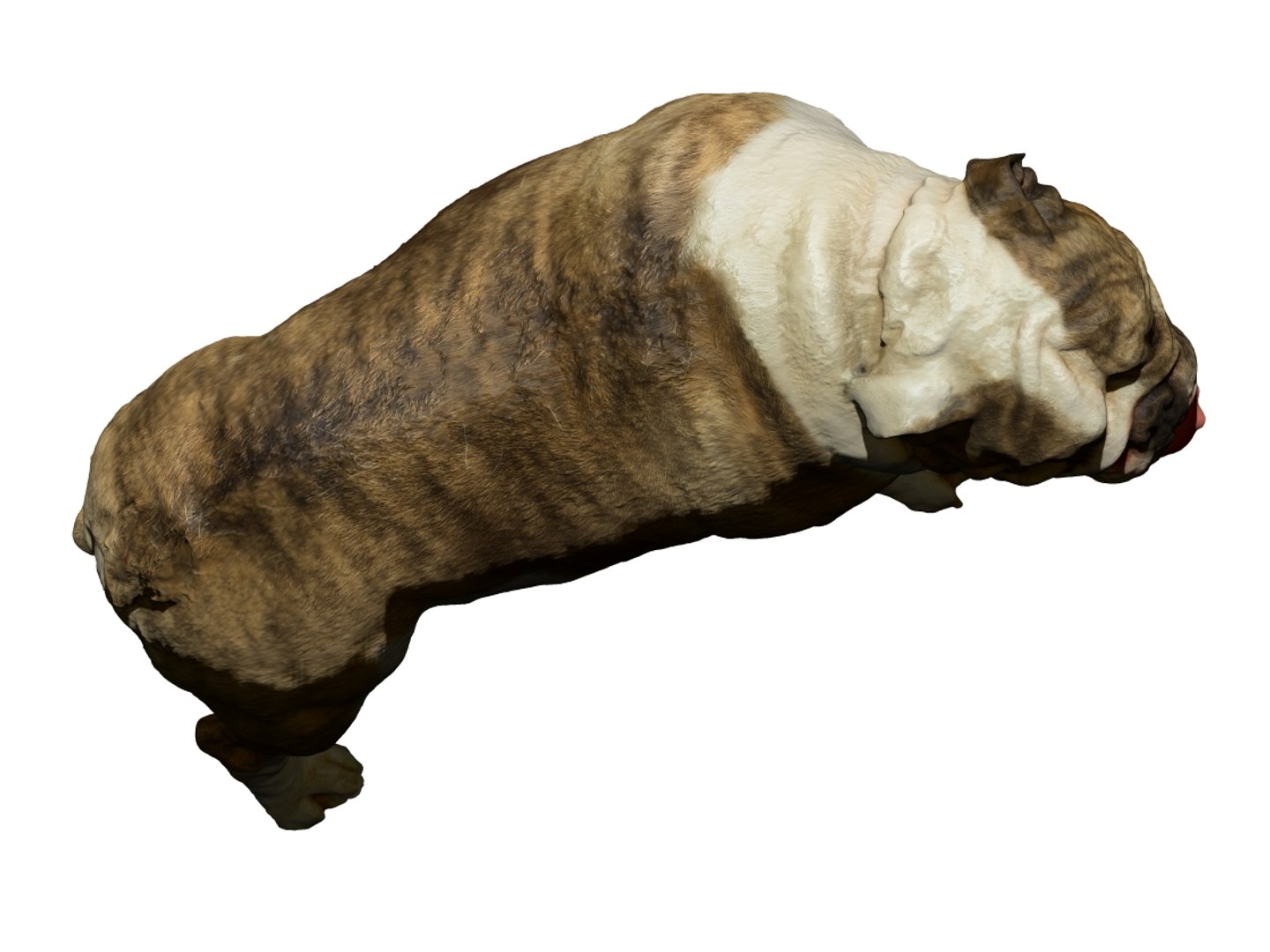 Dog Scanned Photogrammetry Model - TurboSquid 1349176