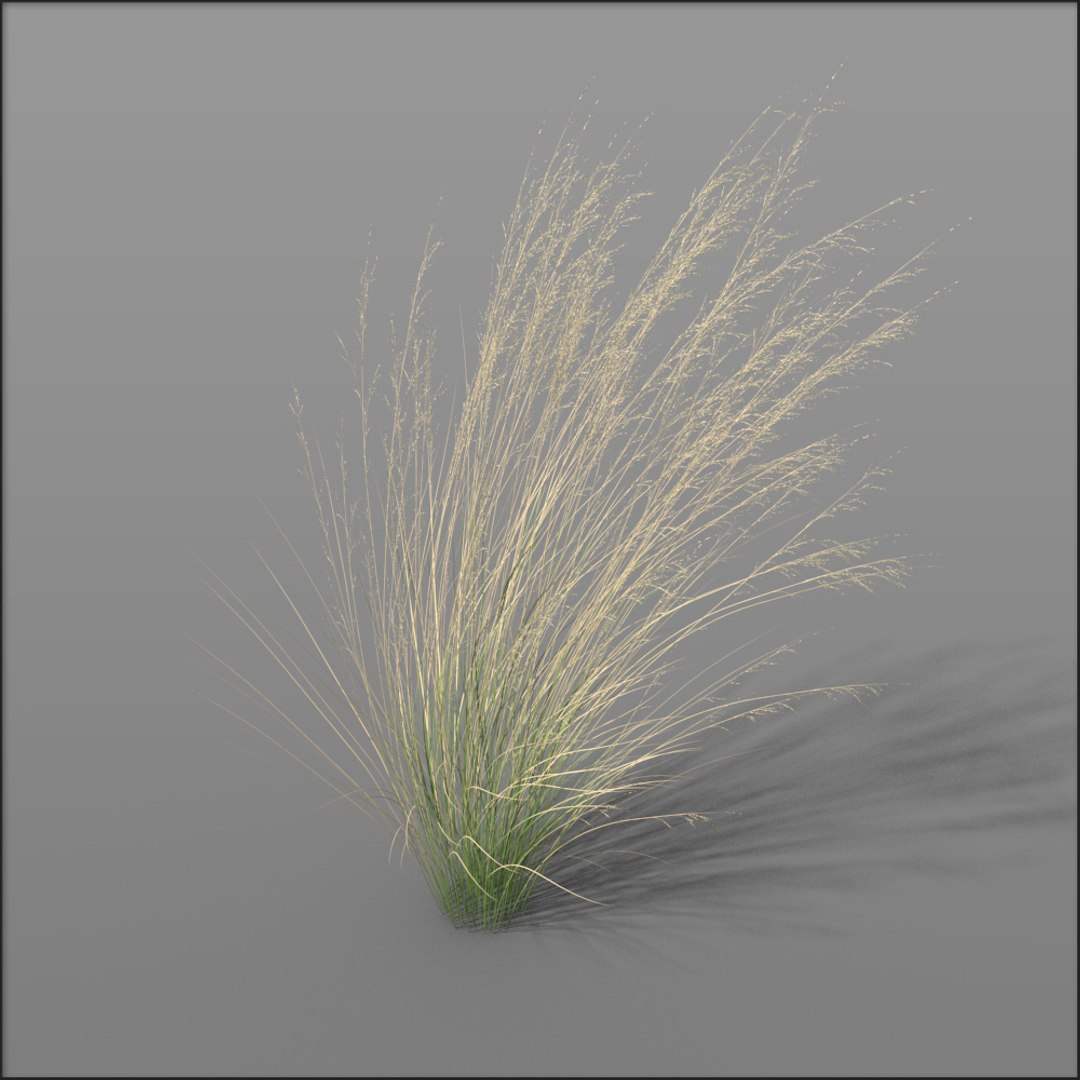 C4d Grass Dune Grass1