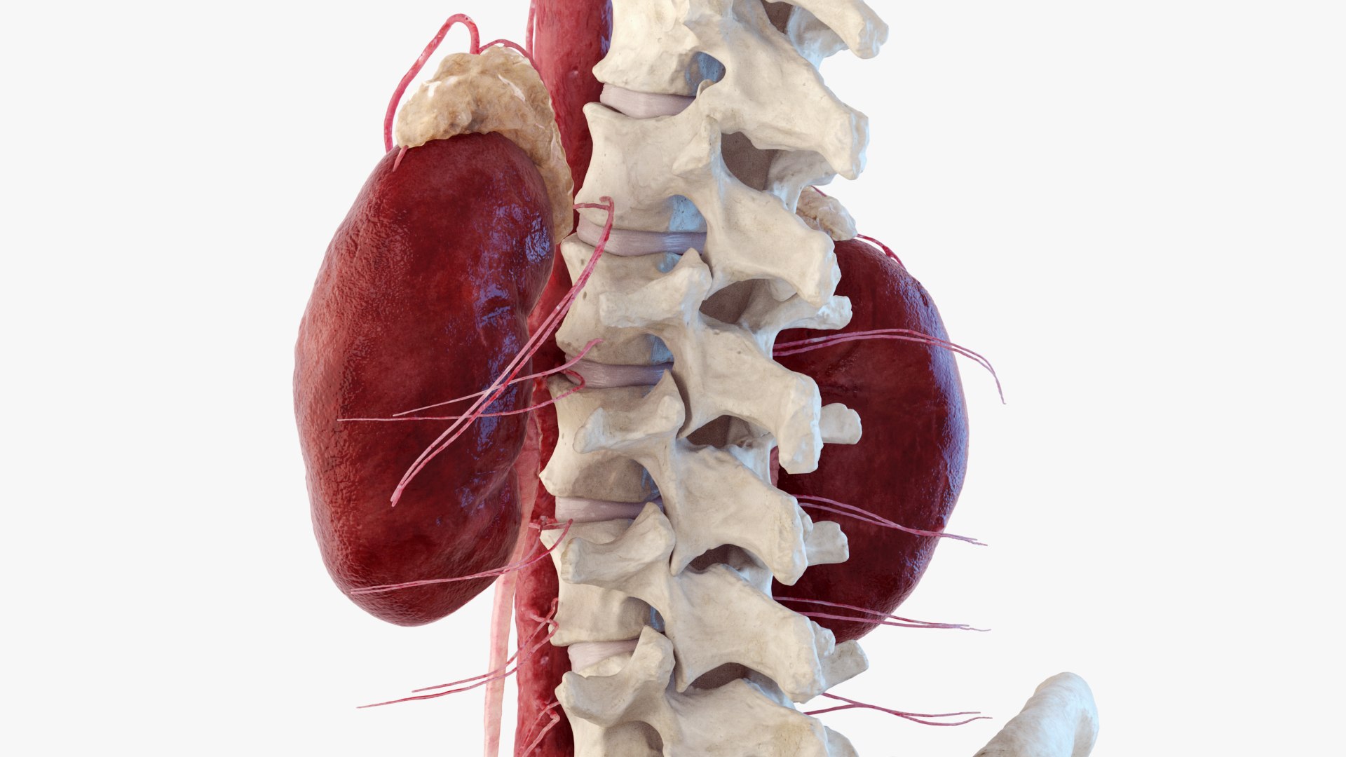 3D Kidney Urinary System - TurboSquid 1960590