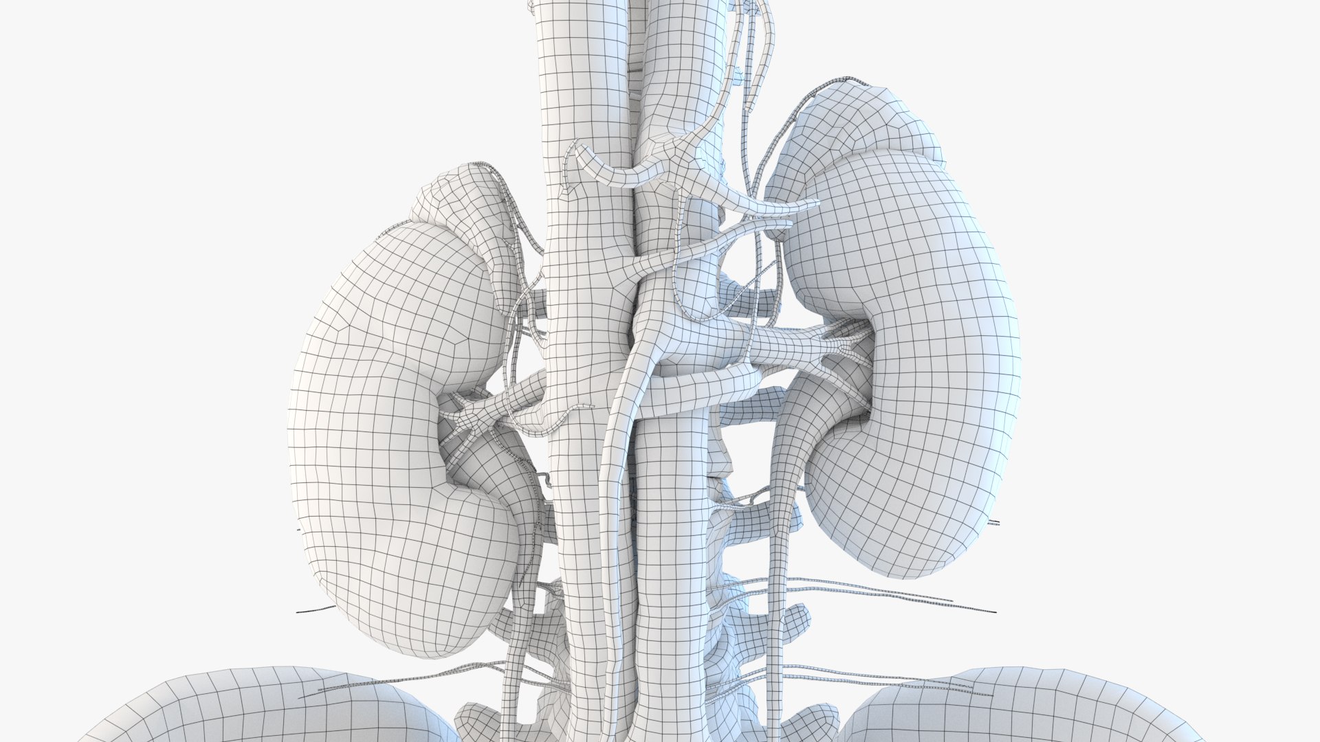 3D Kidney Urinary System - TurboSquid 1960590