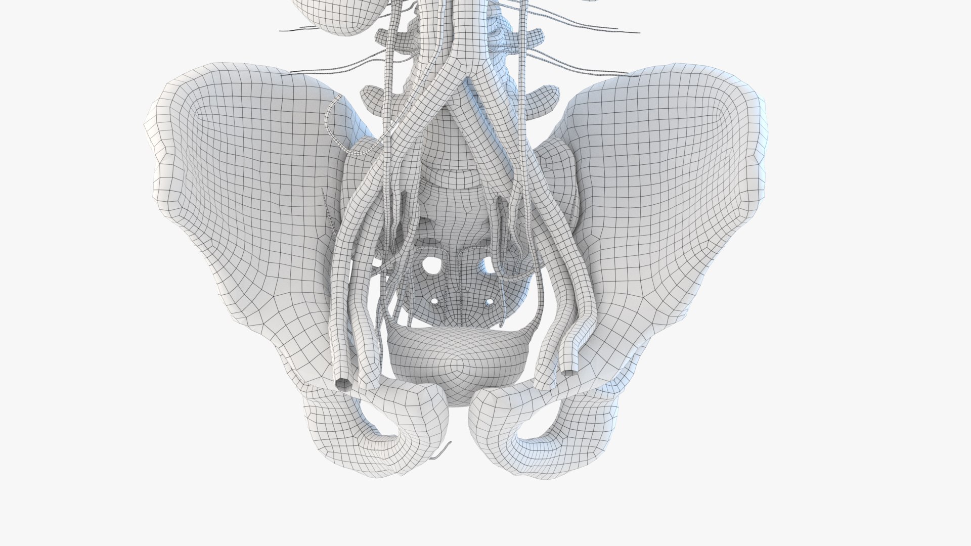 3D Kidney Urinary System - TurboSquid 1960590
