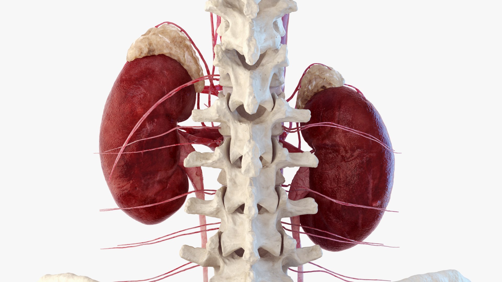 3D Kidney Urinary System - TurboSquid 1960590