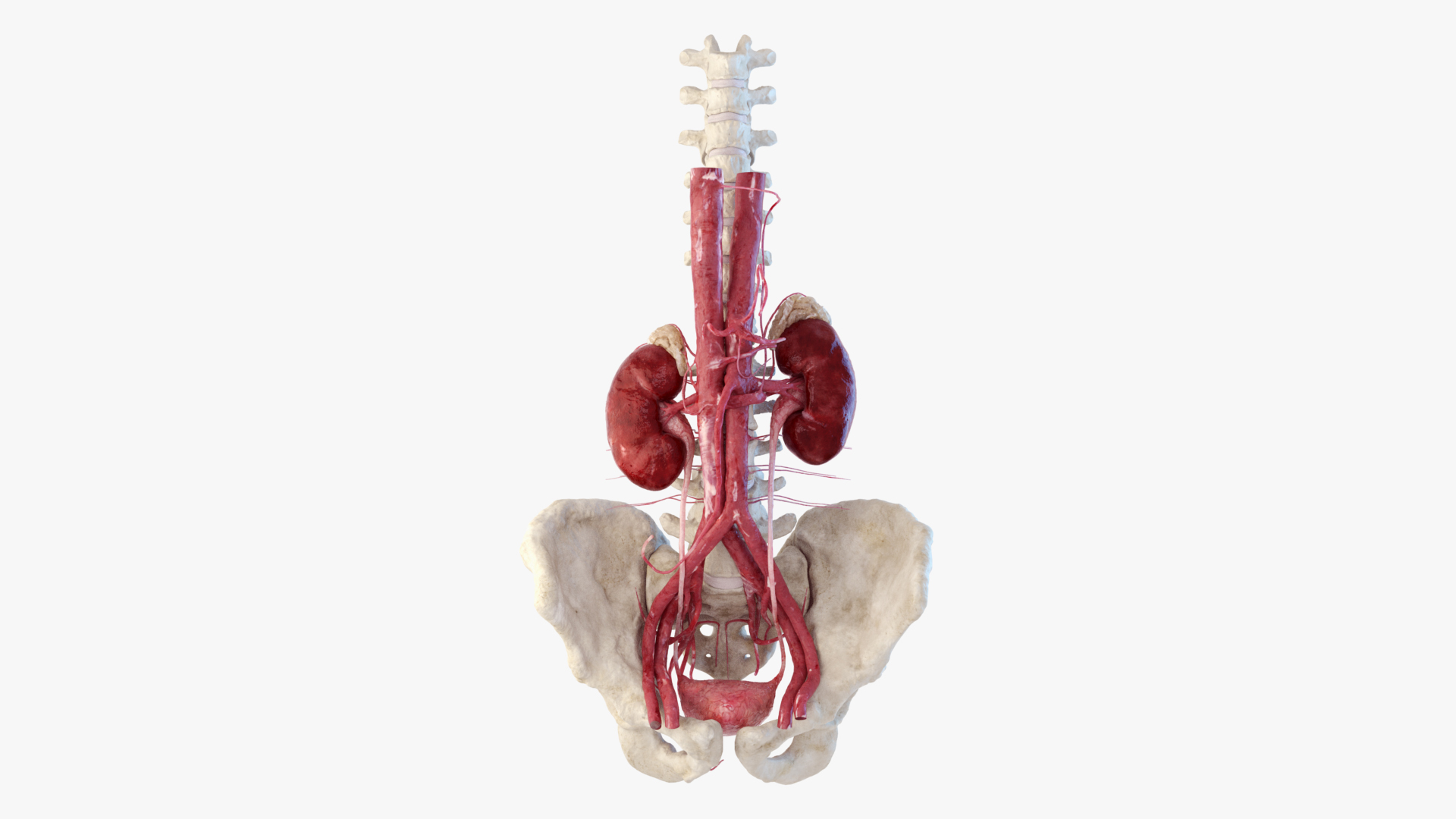 3D Kidney Urinary System - TurboSquid 1960590