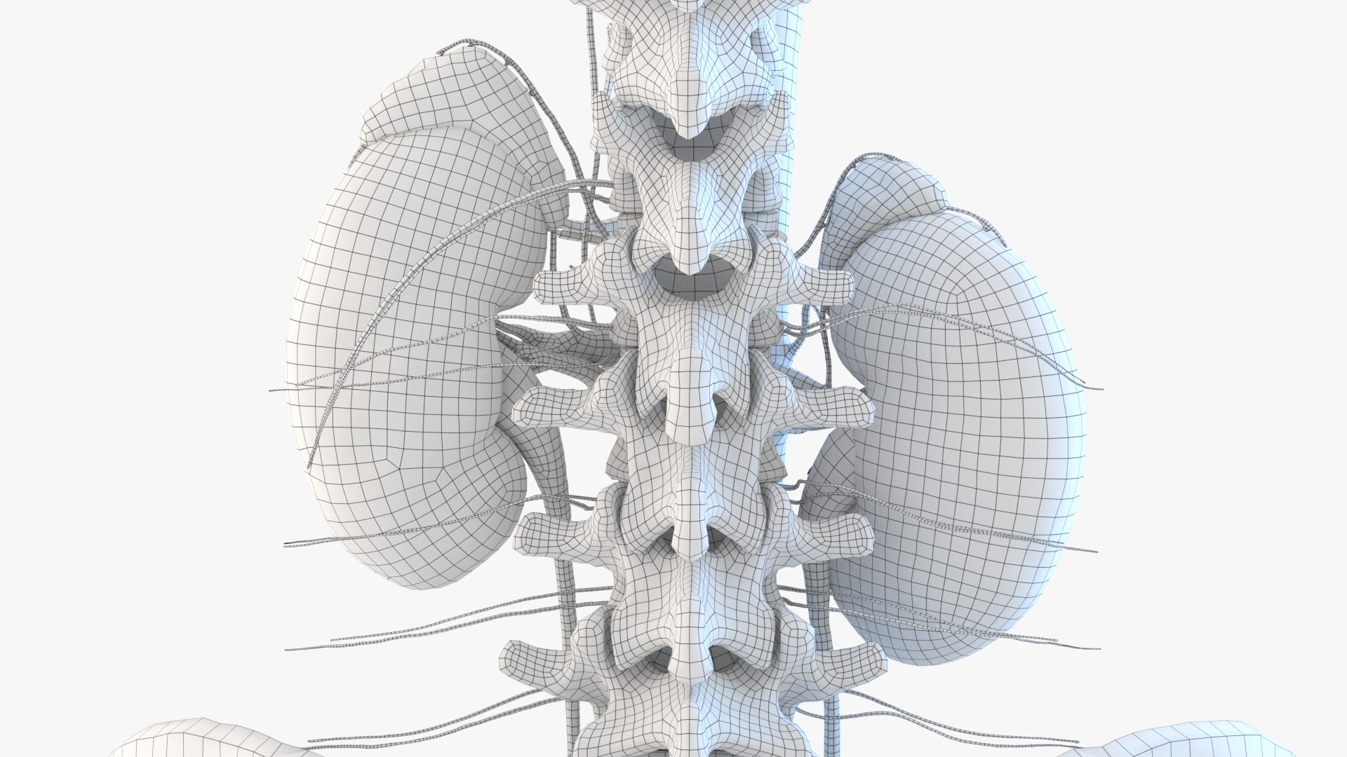 3D Kidney Urinary System - TurboSquid 1960590