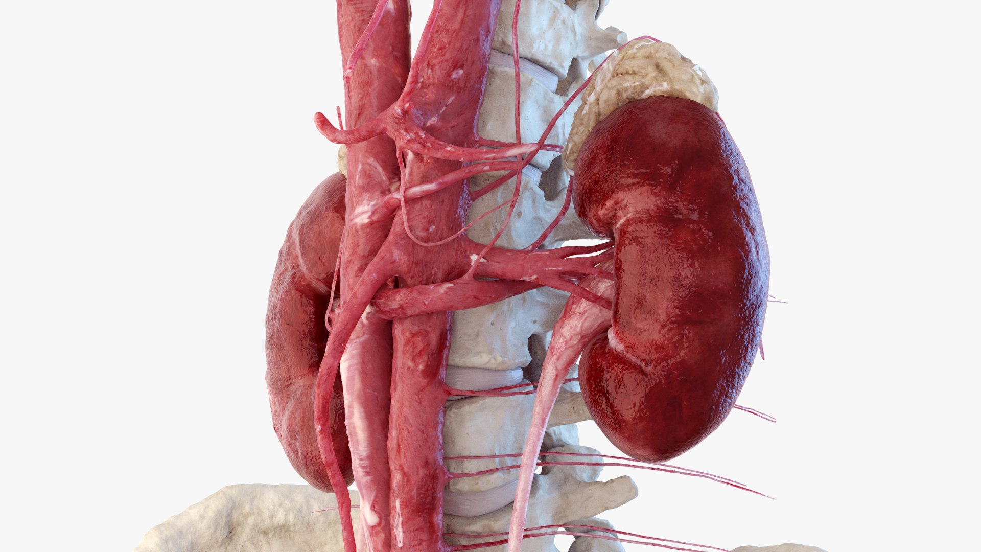 3D Kidney Urinary System - TurboSquid 1960590