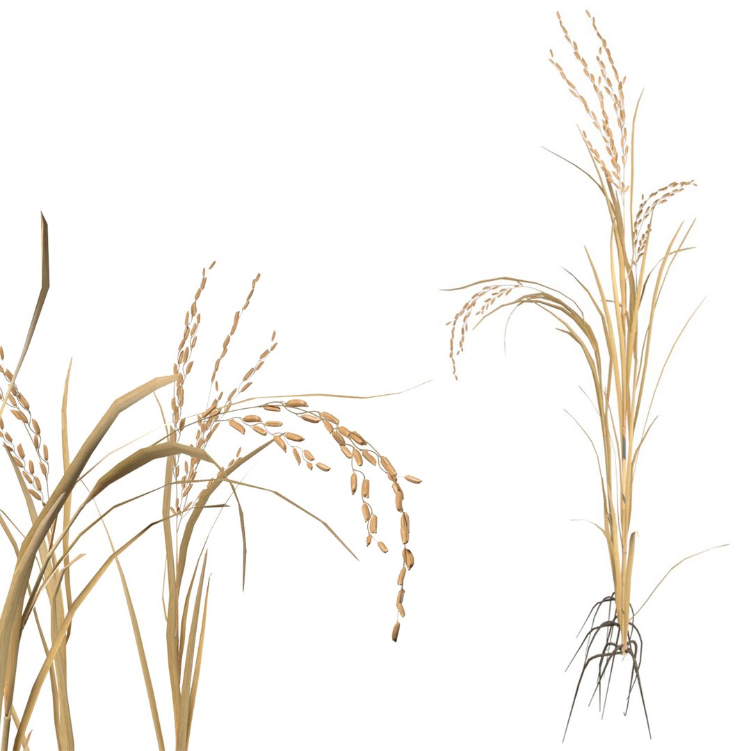 Dried Rice Stalk 3D Model - TurboSquid 2410358