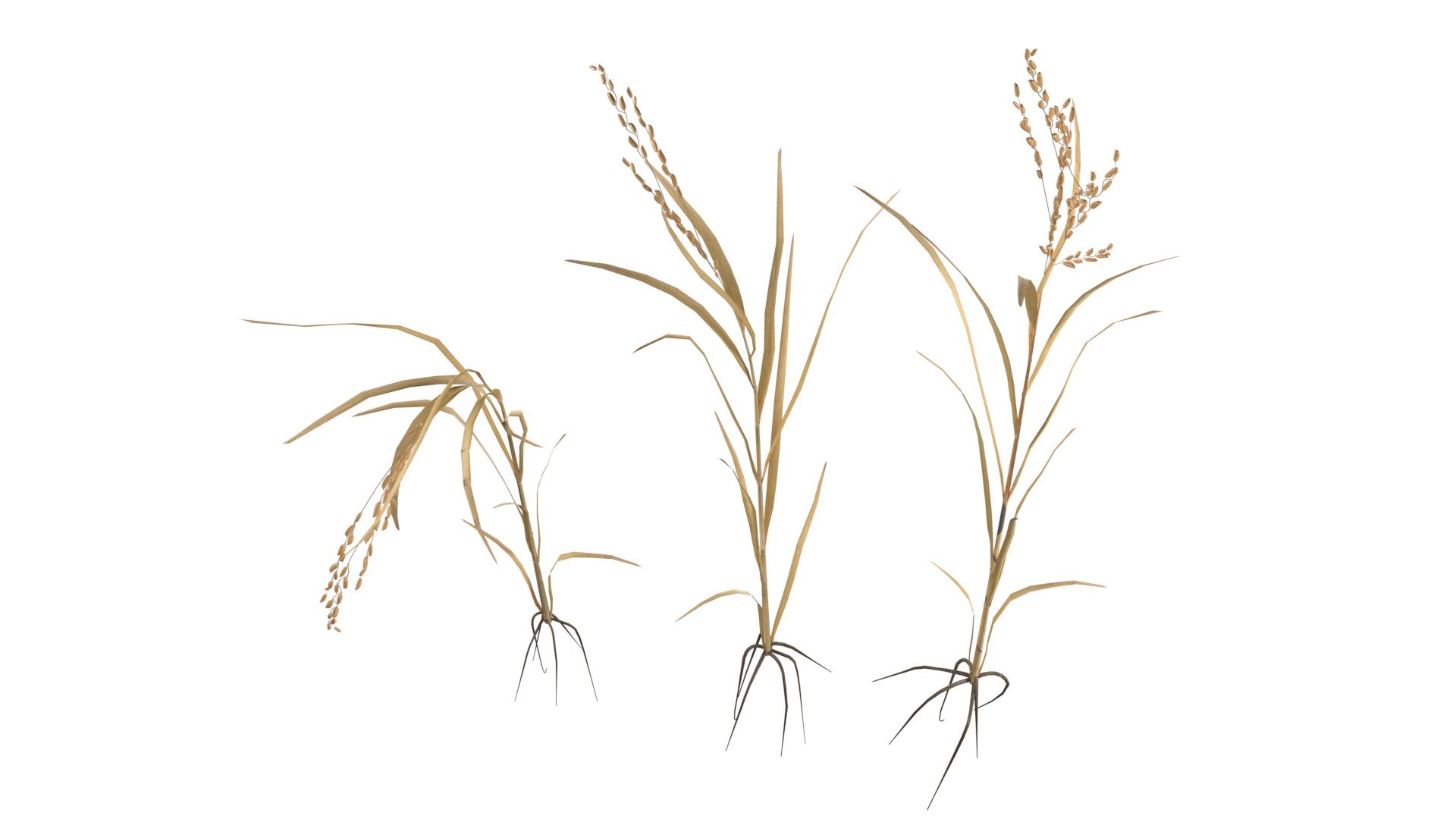 Dried Rice Stalk 3D Model - TurboSquid 2410358
