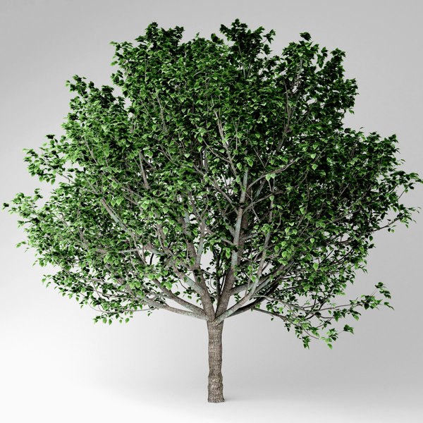 Pear Tree 3D Models for Download | TurboSquid