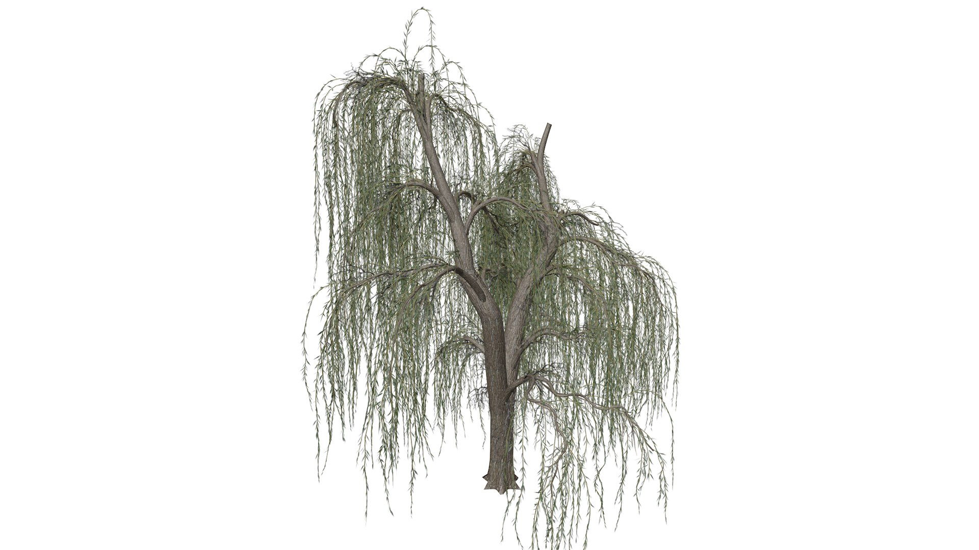 3D Model Weeping Willow Tree Collection - TurboSquid 2379108
