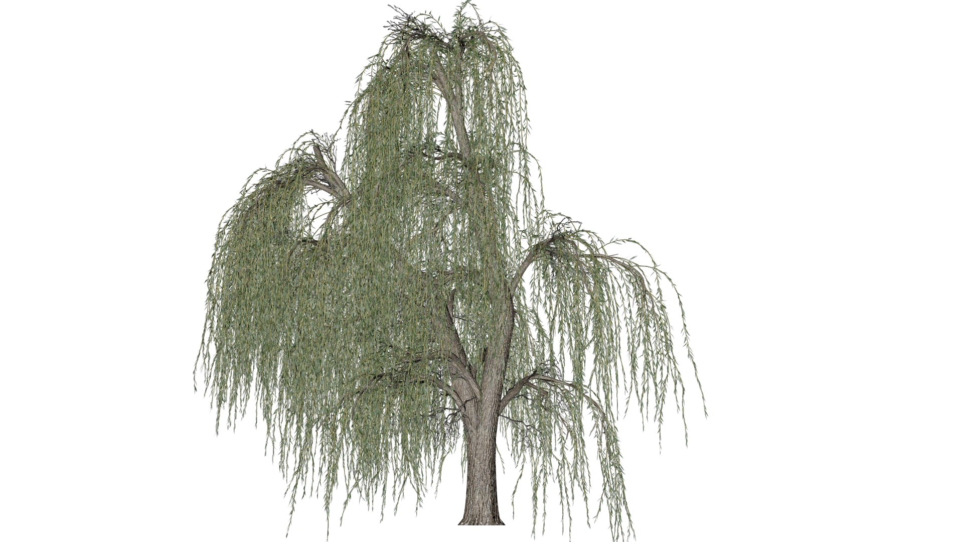 Weeping Willow Tree - 04 - Model - TurboSquid 2377873