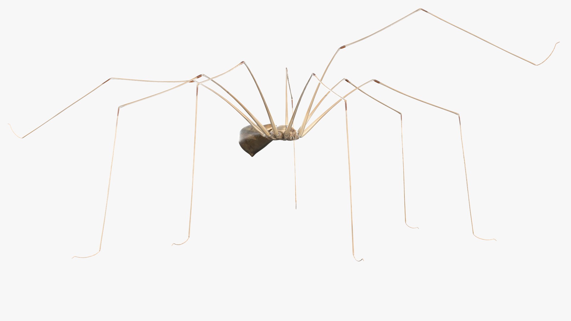 Long-legged House Spider Rigged For Cinema 4D 3D Model - TurboSquid 2275040