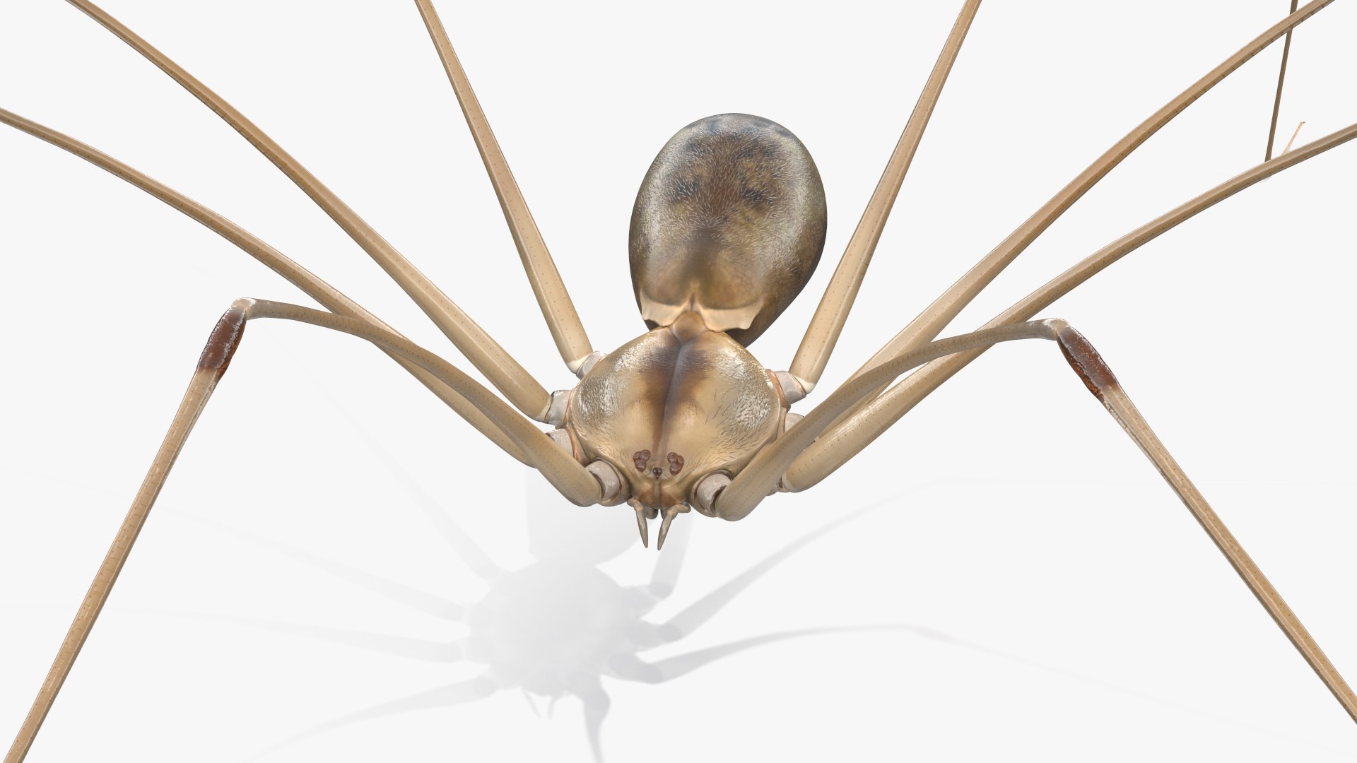 Long-legged House Spider Rigged For Cinema 4D 3D Model - TurboSquid 2275040