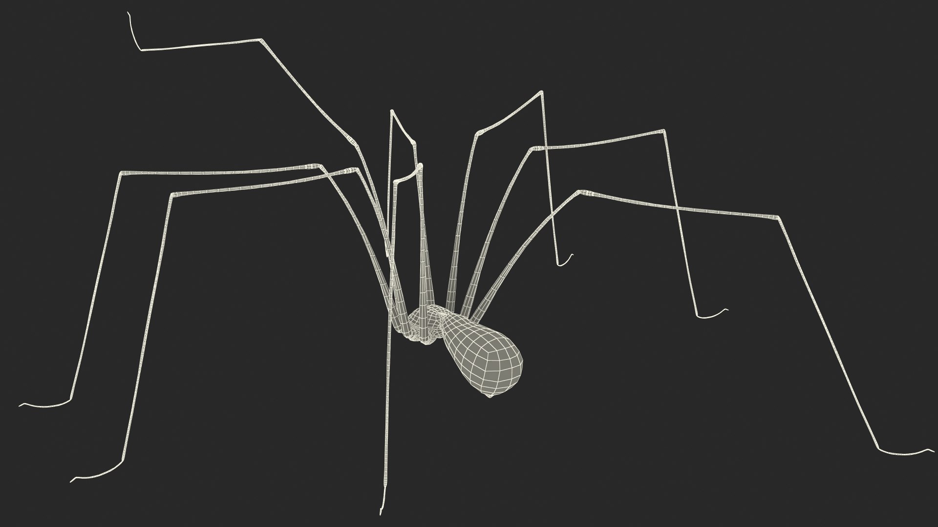 Long-legged House Spider Rigged For Cinema 4D 3D Model - TurboSquid 2275040