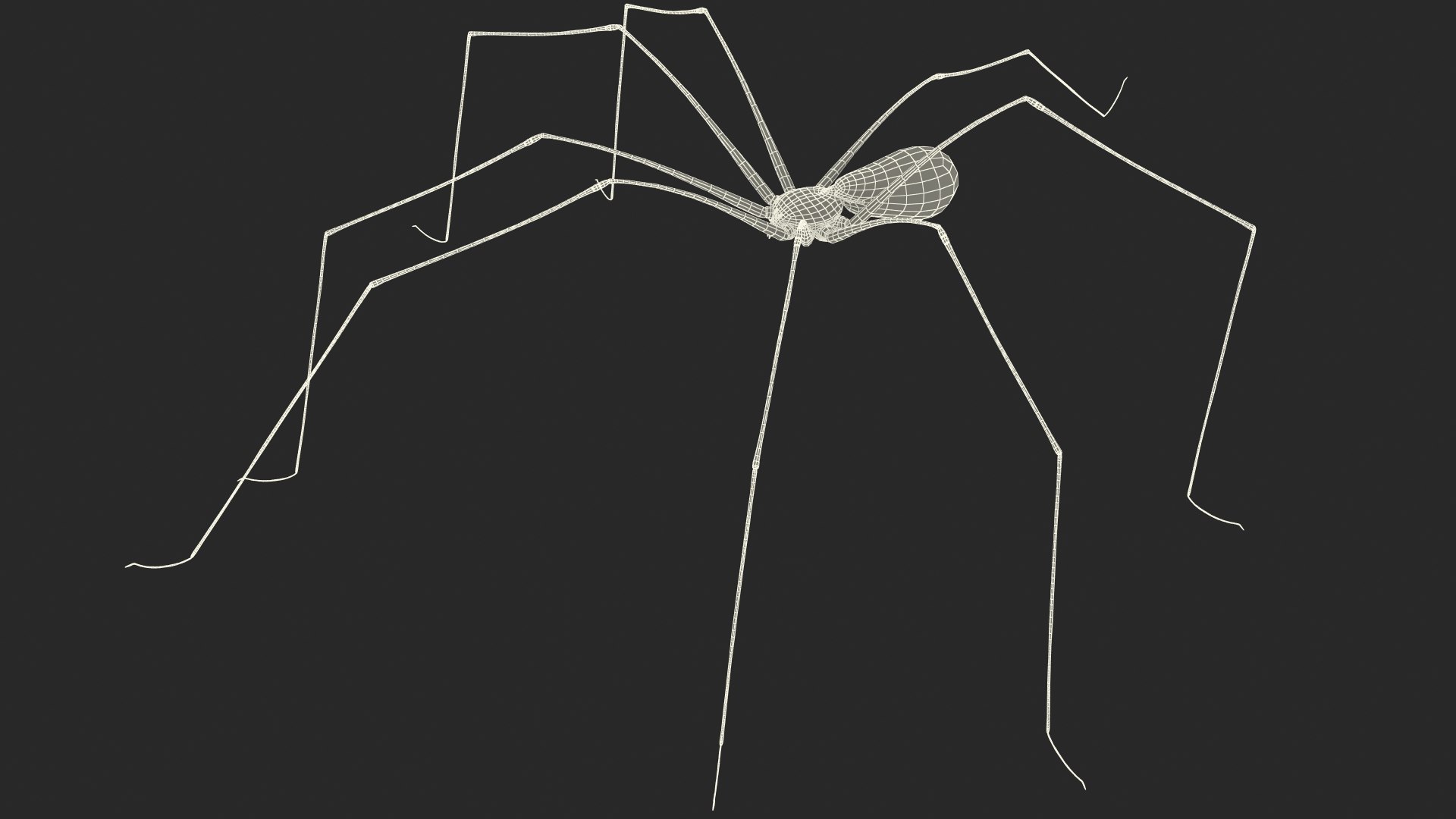 Long-legged House Spider Rigged For Cinema 4D 3D Model - TurboSquid 2275040