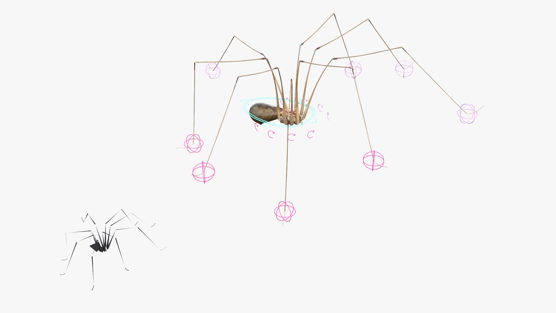 Long-legged House Spider Rigged For Cinema 4D 3D Model - TurboSquid 2275040