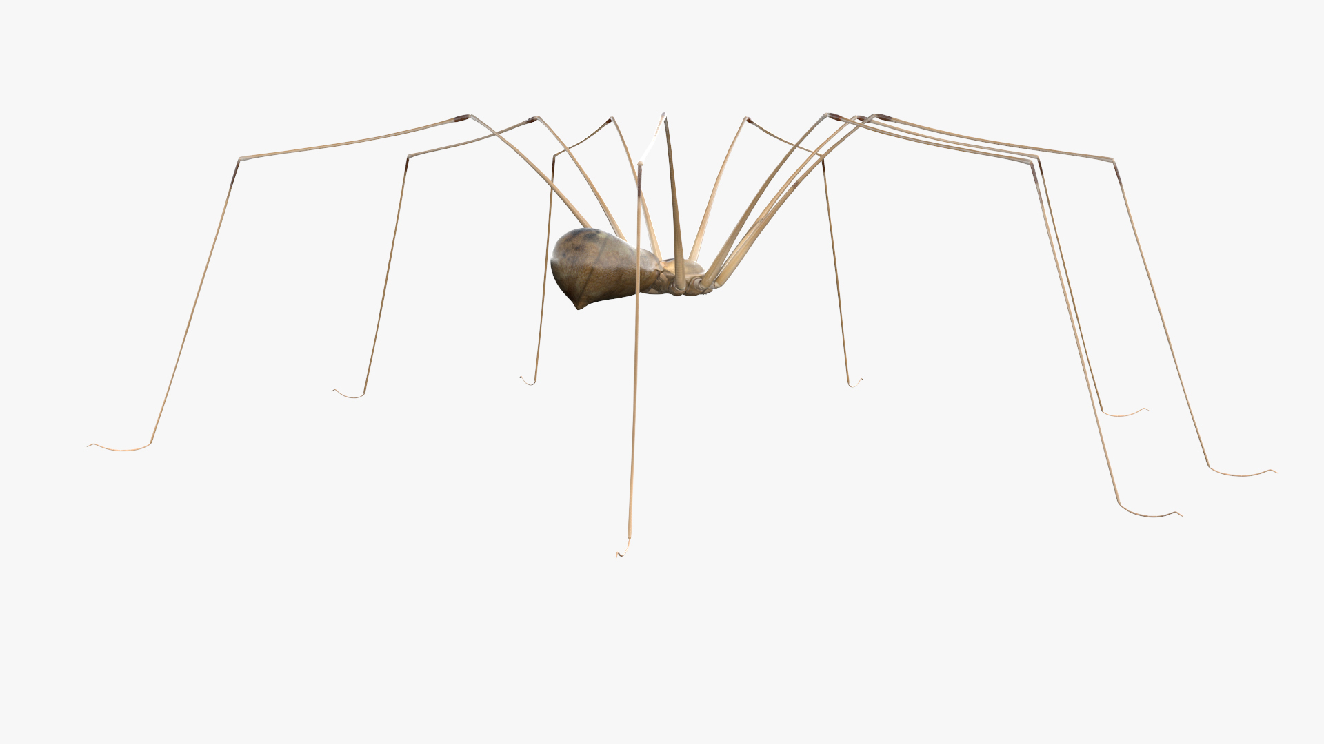 Long-legged House Spider Rigged For Cinema 4D 3D Model - TurboSquid 2275040