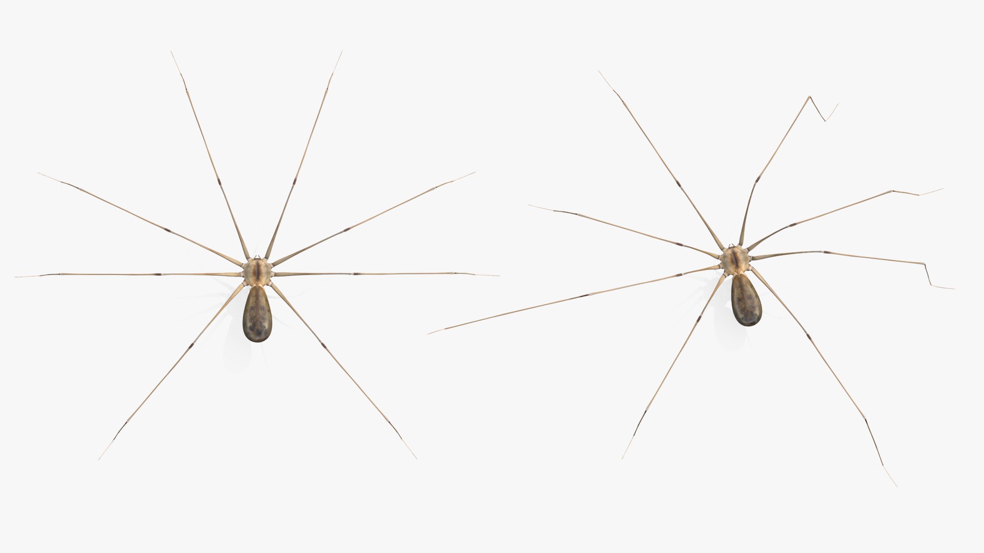 Long-legged House Spider Rigged For Cinema 4D 3D Model - TurboSquid 2275040