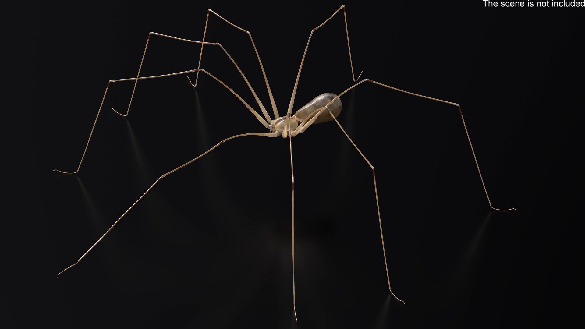 Long-legged House Spider Rigged For Cinema 4D 3D Model - TurboSquid 2275040