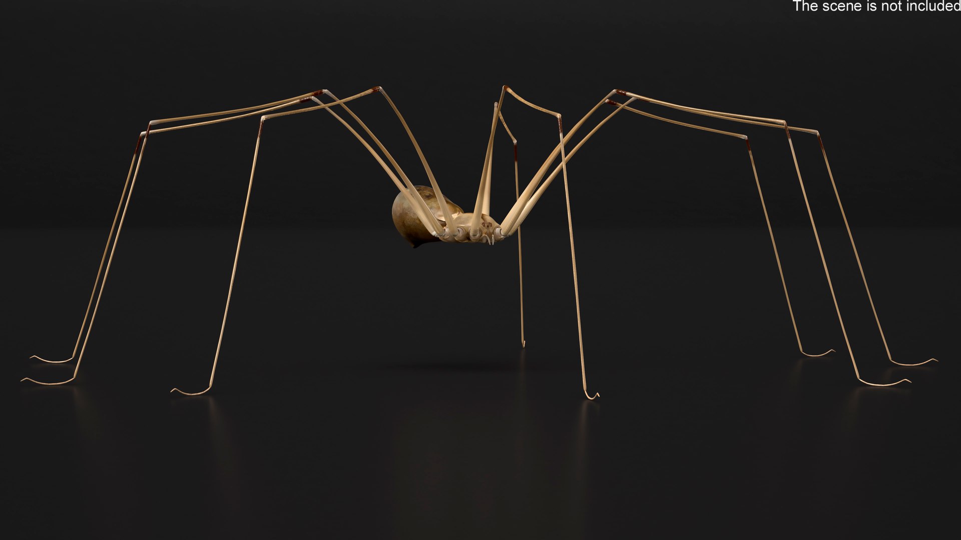 Long-legged House Spider Rigged For Cinema 4D 3D Model - TurboSquid 2275040