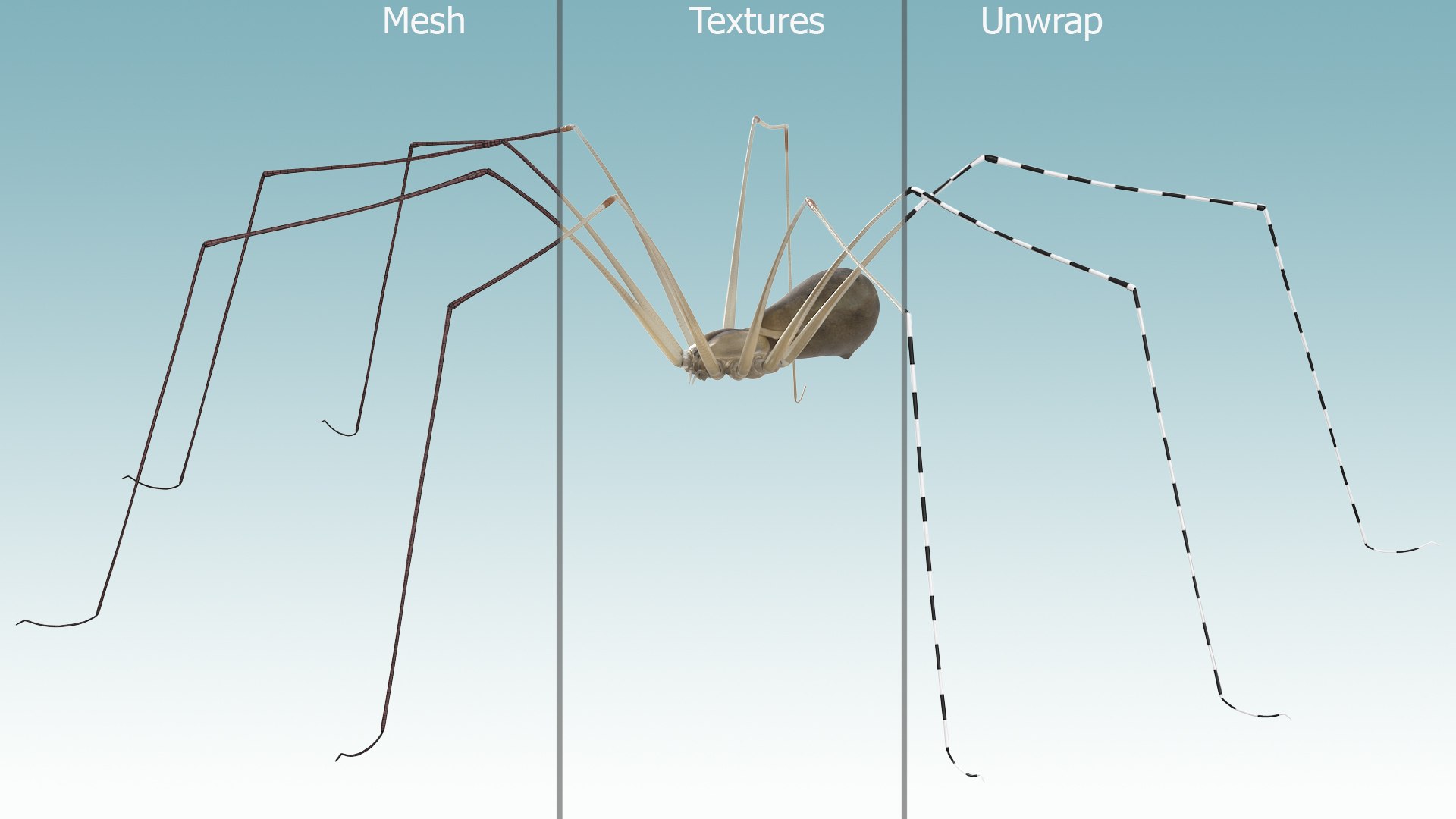 Long-legged House Spider Rigged For Cinema 4D 3D Model - TurboSquid 2275040