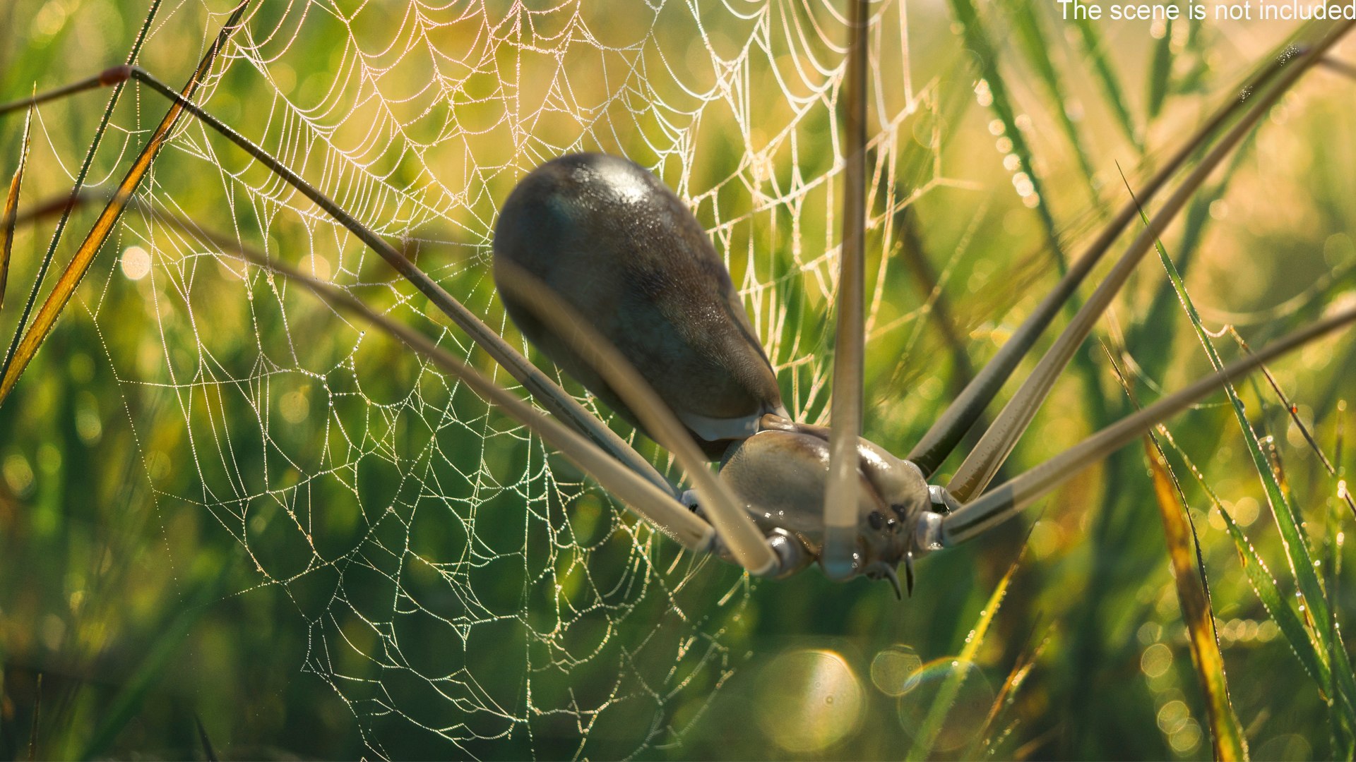 Long-legged House Spider Rigged For Cinema 4D 3D Model - TurboSquid 2275040