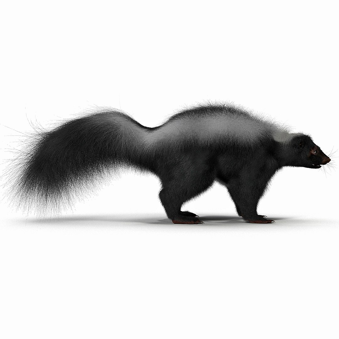 skunk rigged fur 3d max