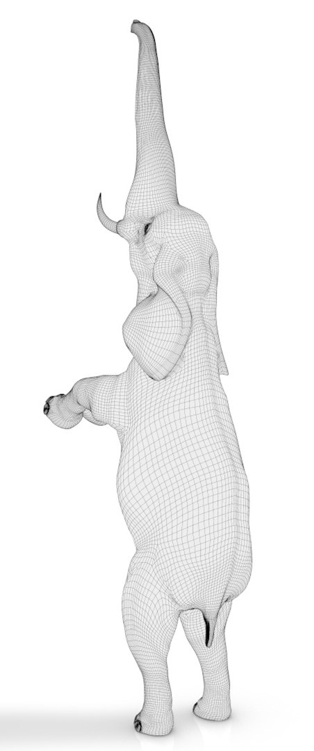 Elephant Model - TurboSquid 1299867