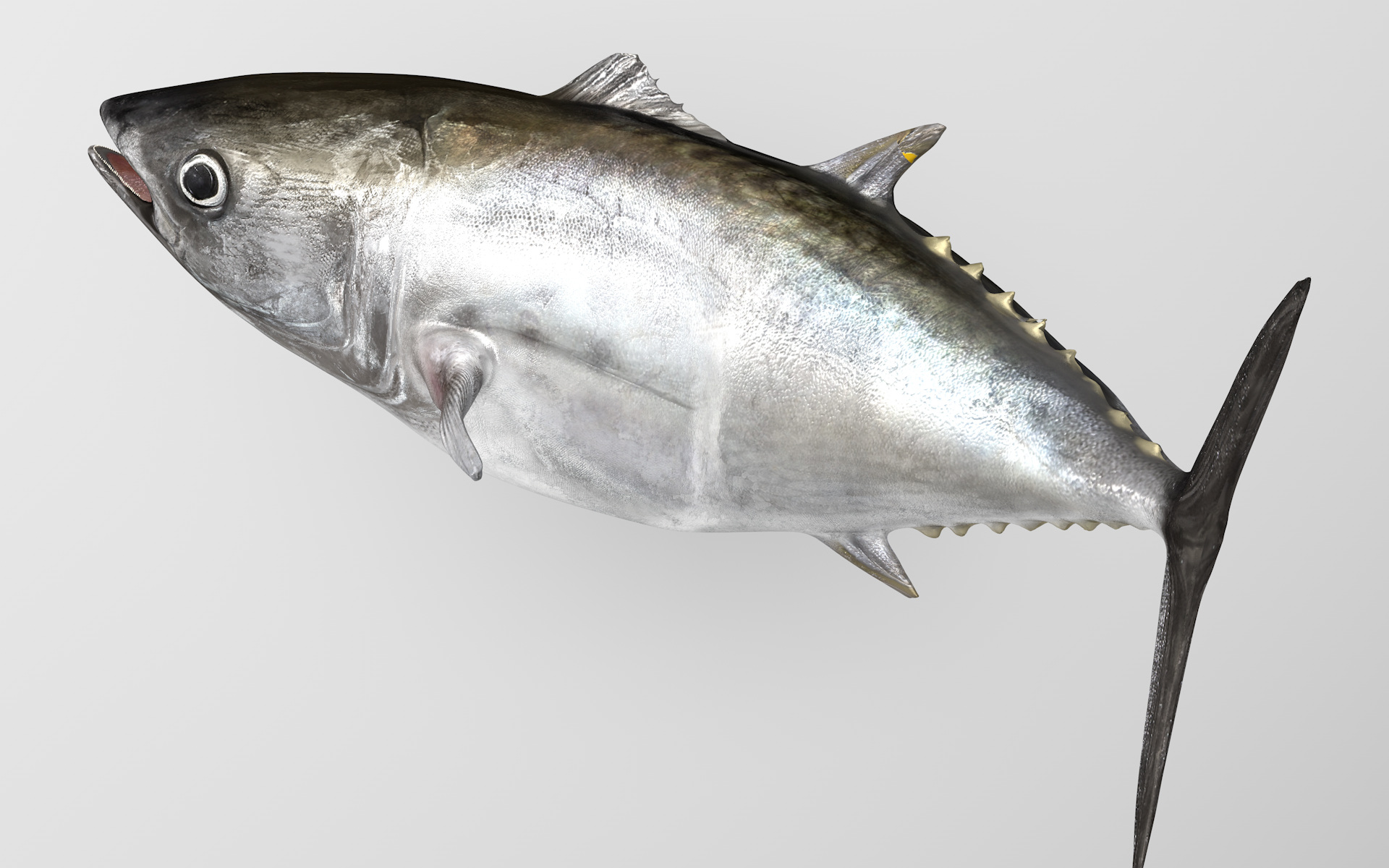 3D TUNA FISH Rigged L1569 model - TurboSquid 1817347