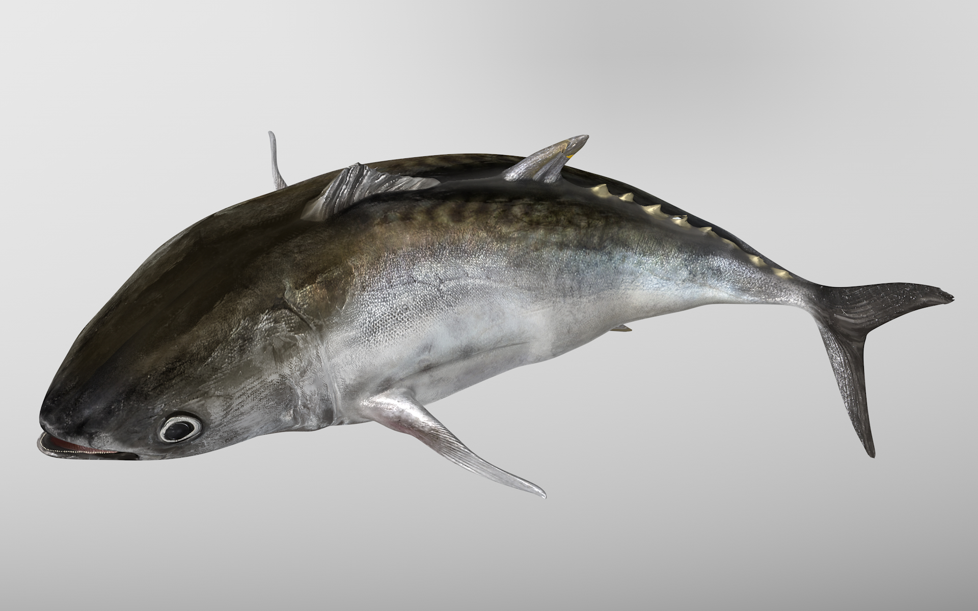 3D TUNA FISH Rigged L1569 model - TurboSquid 1817347