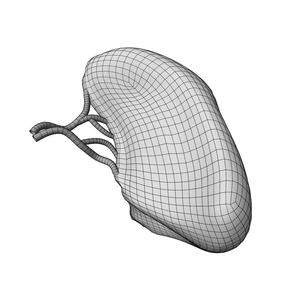 Human Spleen 3D Model - TurboSquid 1521190