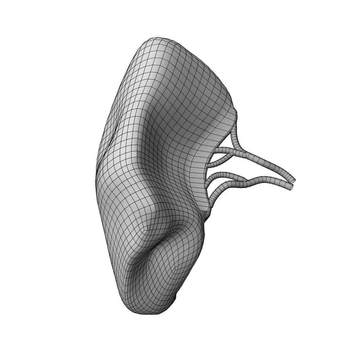 Human Spleen 3D Model - TurboSquid 1521190