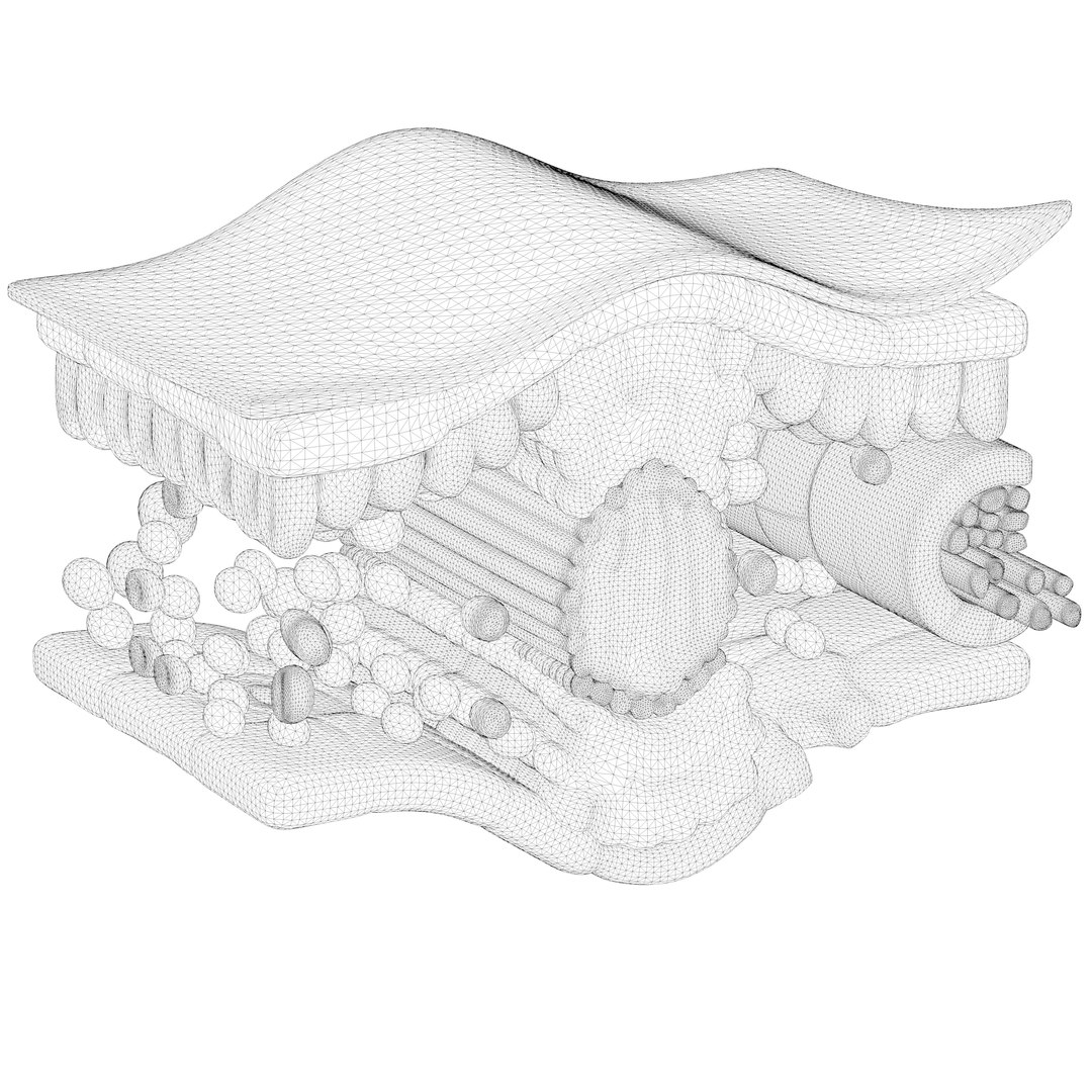 3D Model Leaf Cross Section Anatomy - TurboSquid 2054070