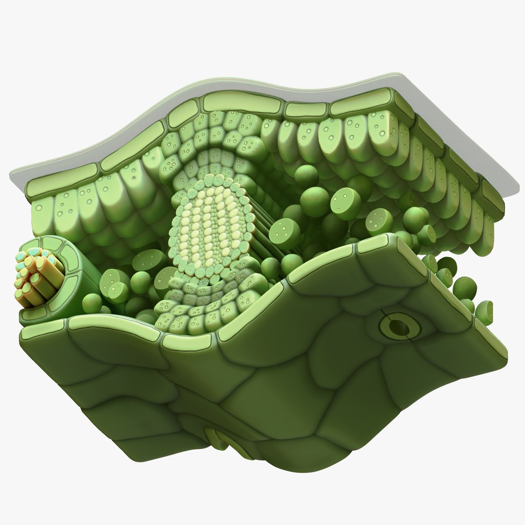 3D Model Leaf Cross Section Anatomy - TurboSquid 2054070