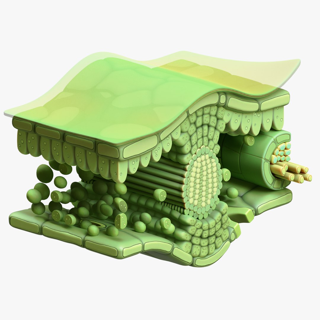 3D Model Leaf Cross Section Anatomy - TurboSquid 2054070