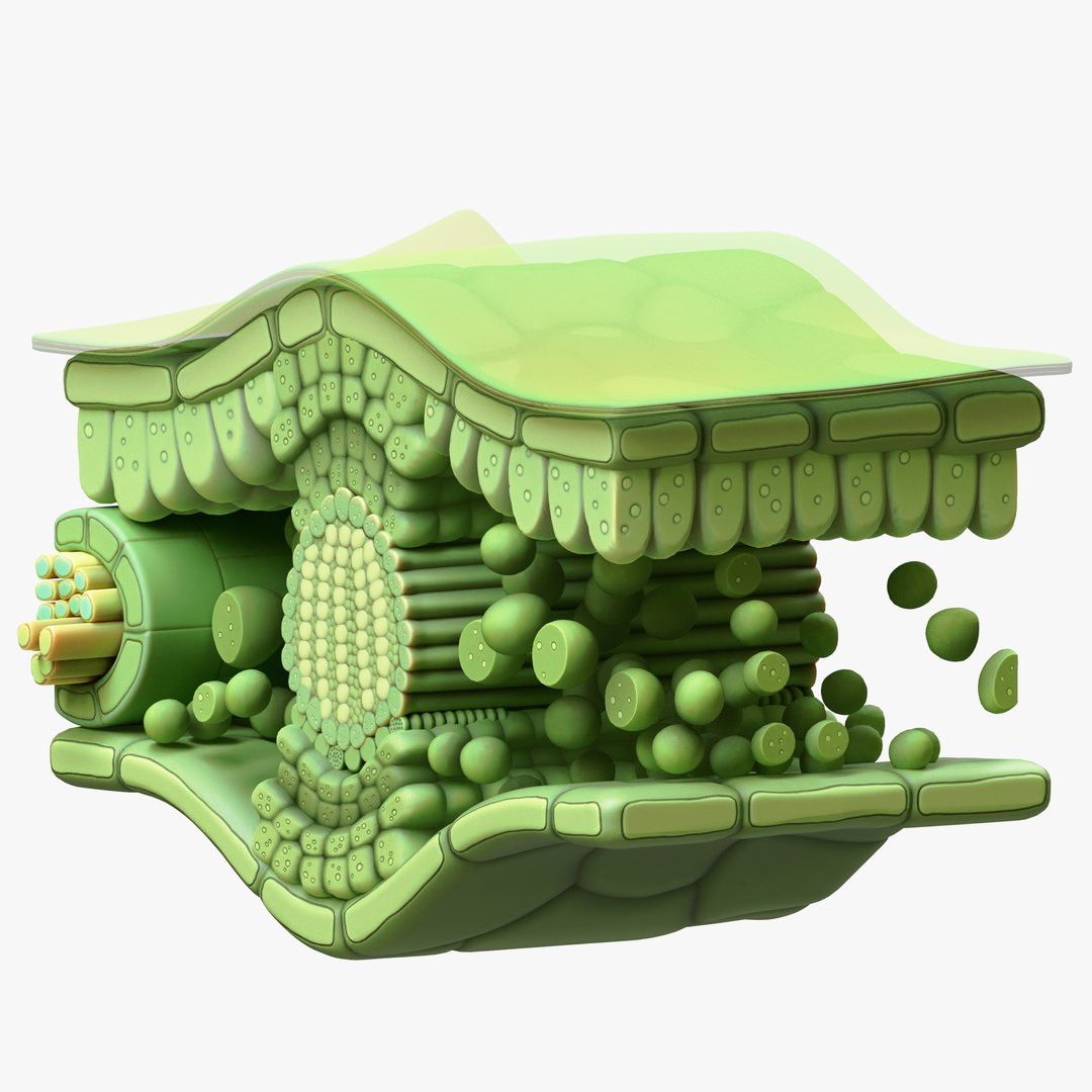3D Model Leaf Cross Section Anatomy - TurboSquid 2054070