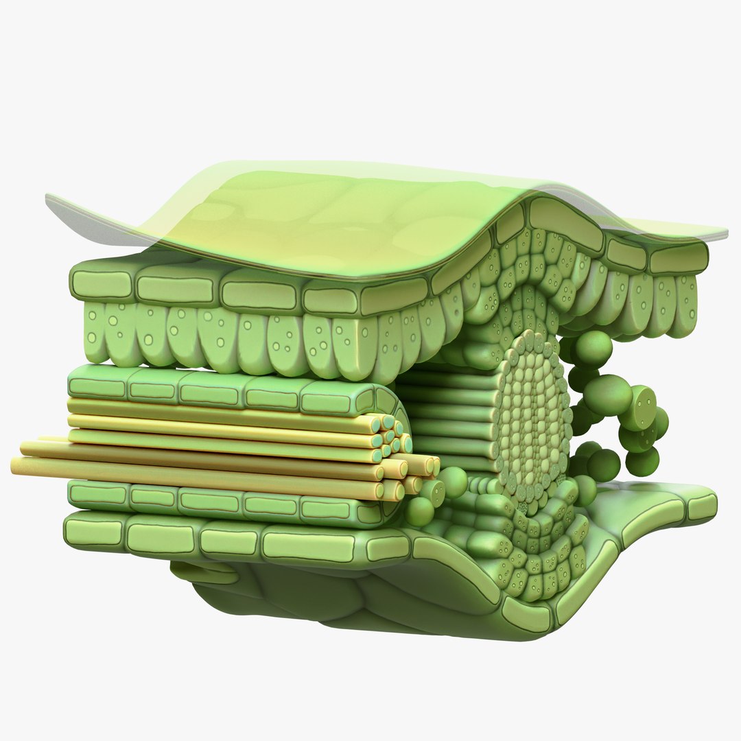 3D Model Leaf Cross Section Anatomy - TurboSquid 2054070