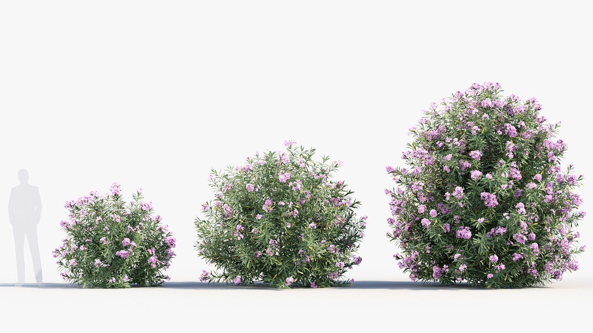 Nerium Oleander Oleander 3D Model - TurboSquid 2056273