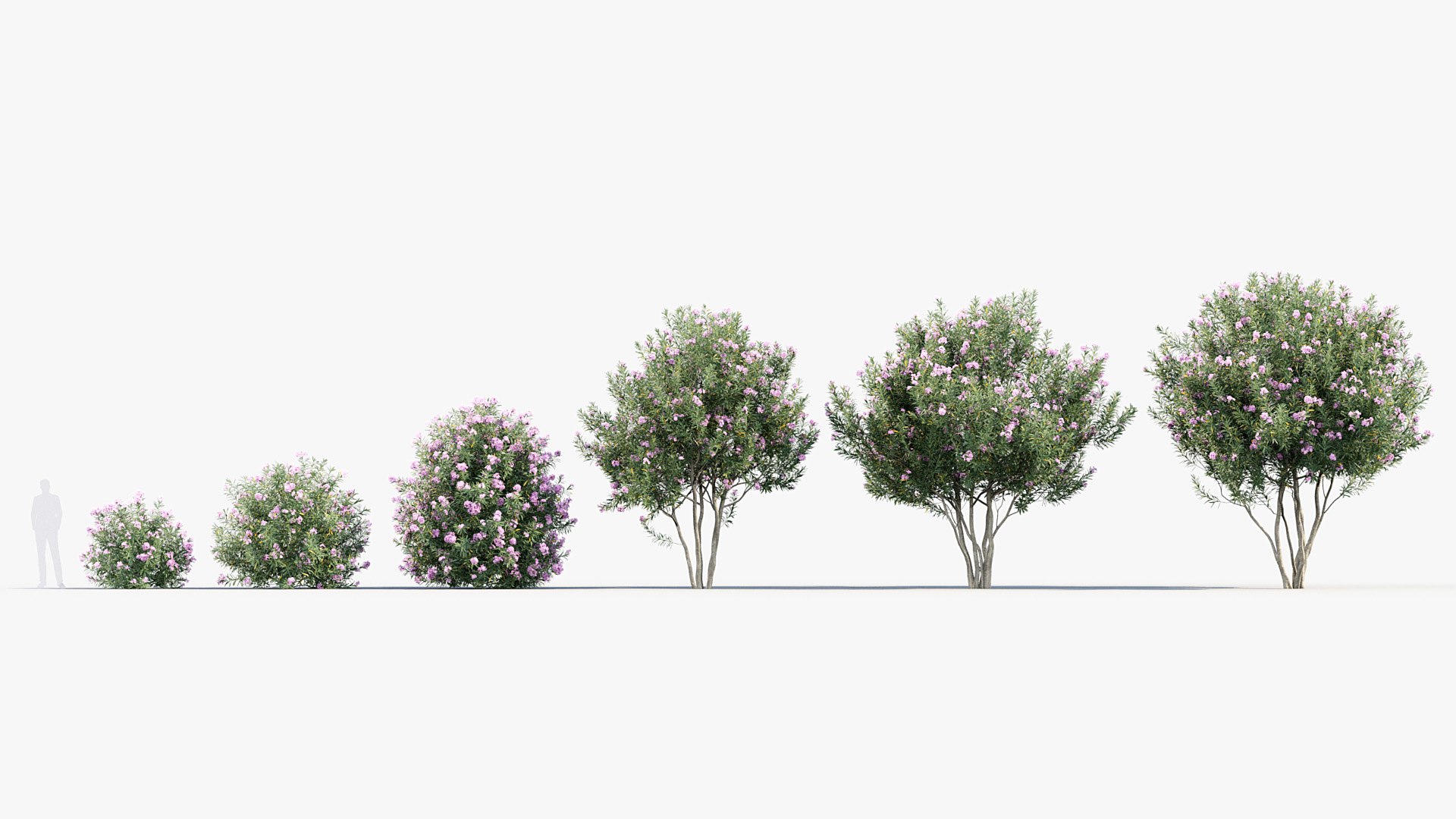 Nerium Oleander Oleander 3D Model - TurboSquid 2056273