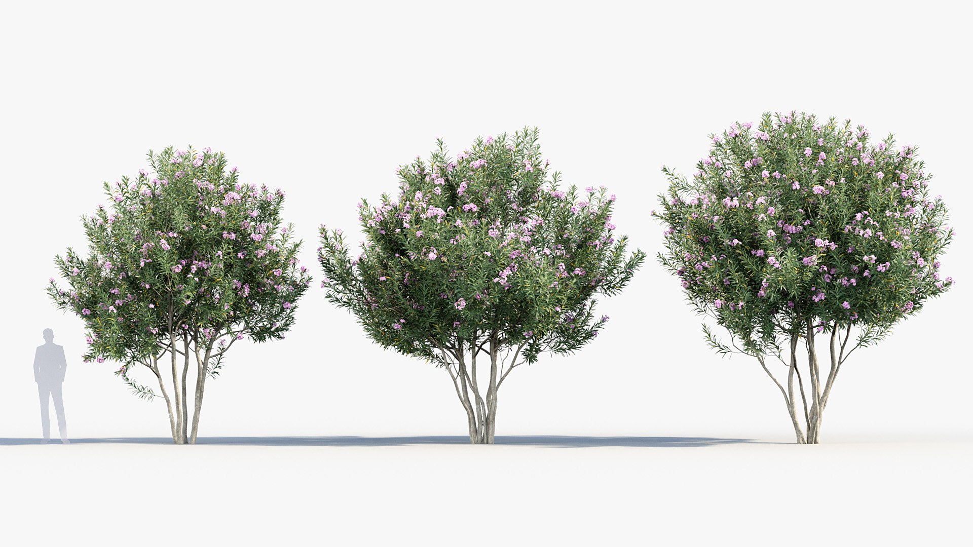 Nerium Oleander Oleander 3D Model - TurboSquid 2056273