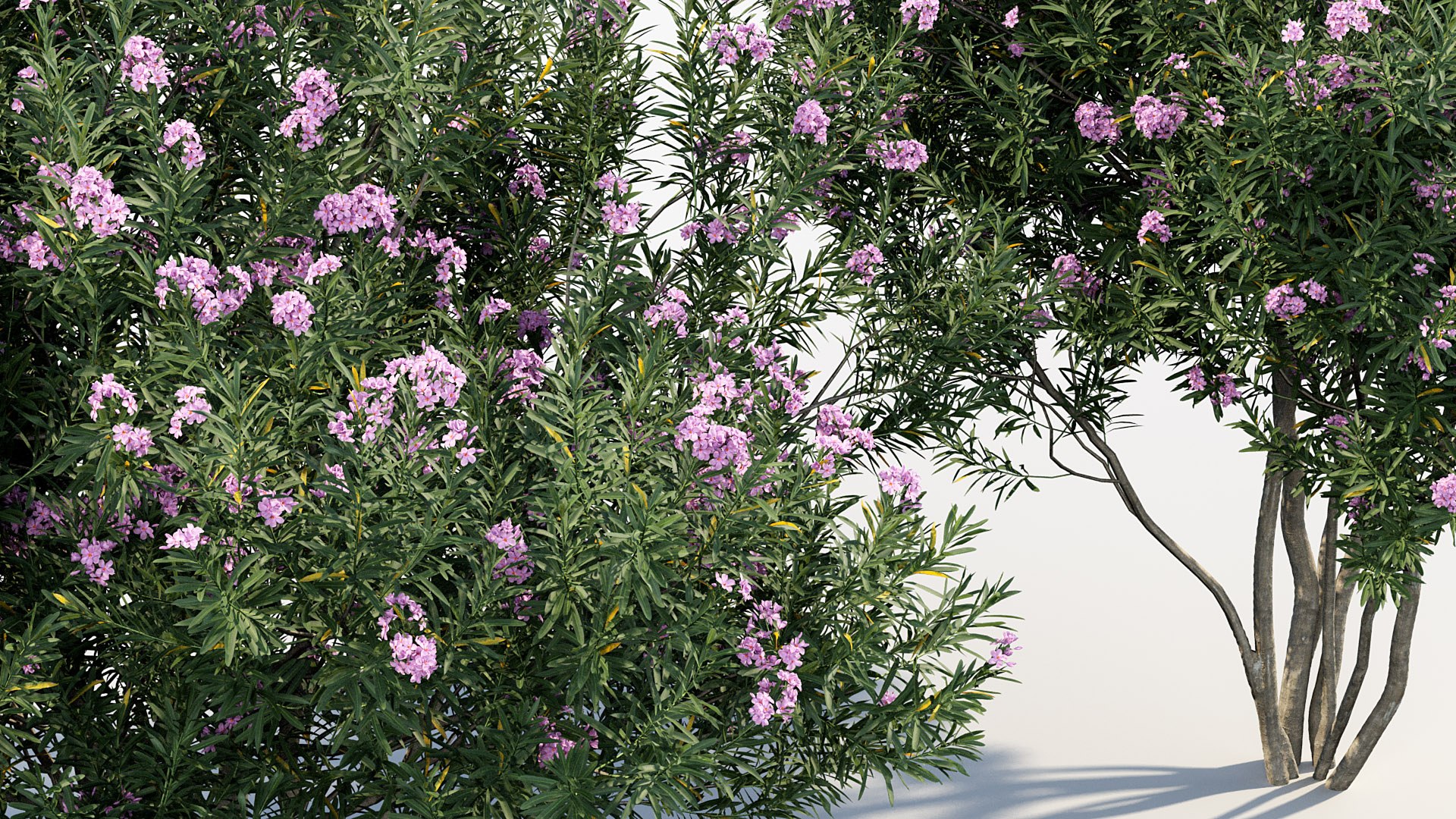 Nerium Oleander Oleander 3D Model - TurboSquid 2056273