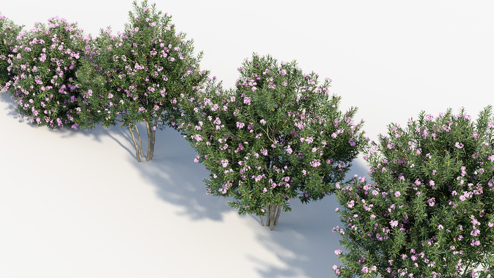 Nerium Oleander Oleander 3D Model - TurboSquid 2056273