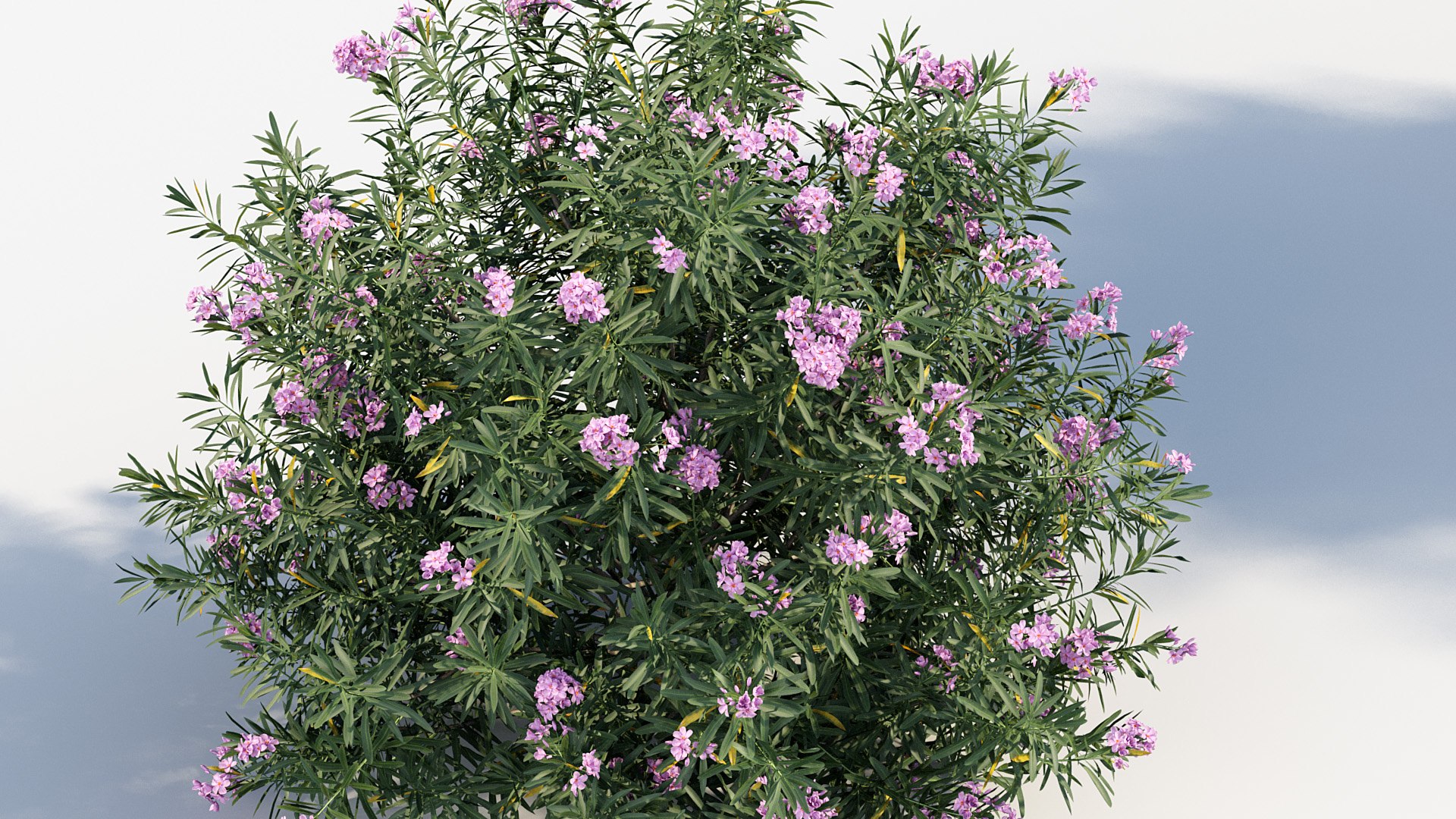 Nerium Oleander Oleander 3D Model - TurboSquid 2056273