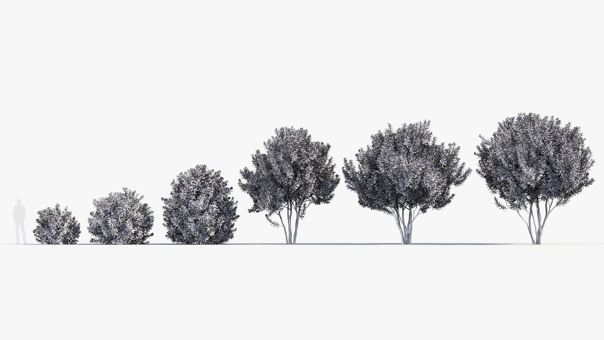 Nerium Oleander Oleander 3D Model - TurboSquid 2056273